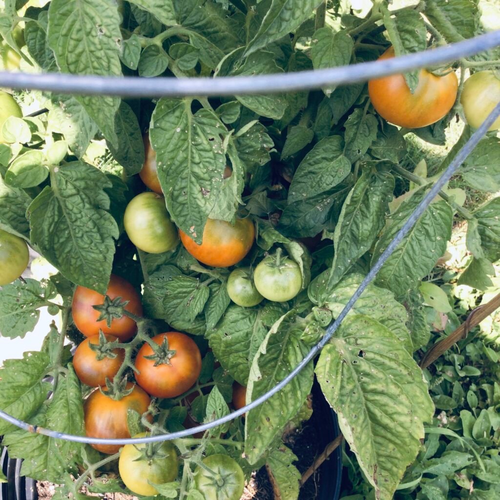 Soul Patch Tomato Seeds - Heritage Hobby Seed Ark