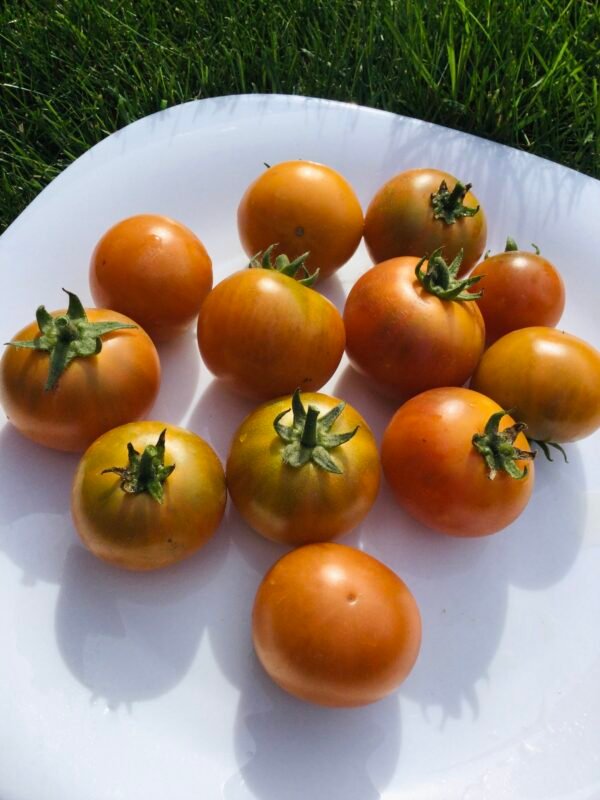 Soul Patch Tomato Seeds - Heritage Hobby Seed Ark