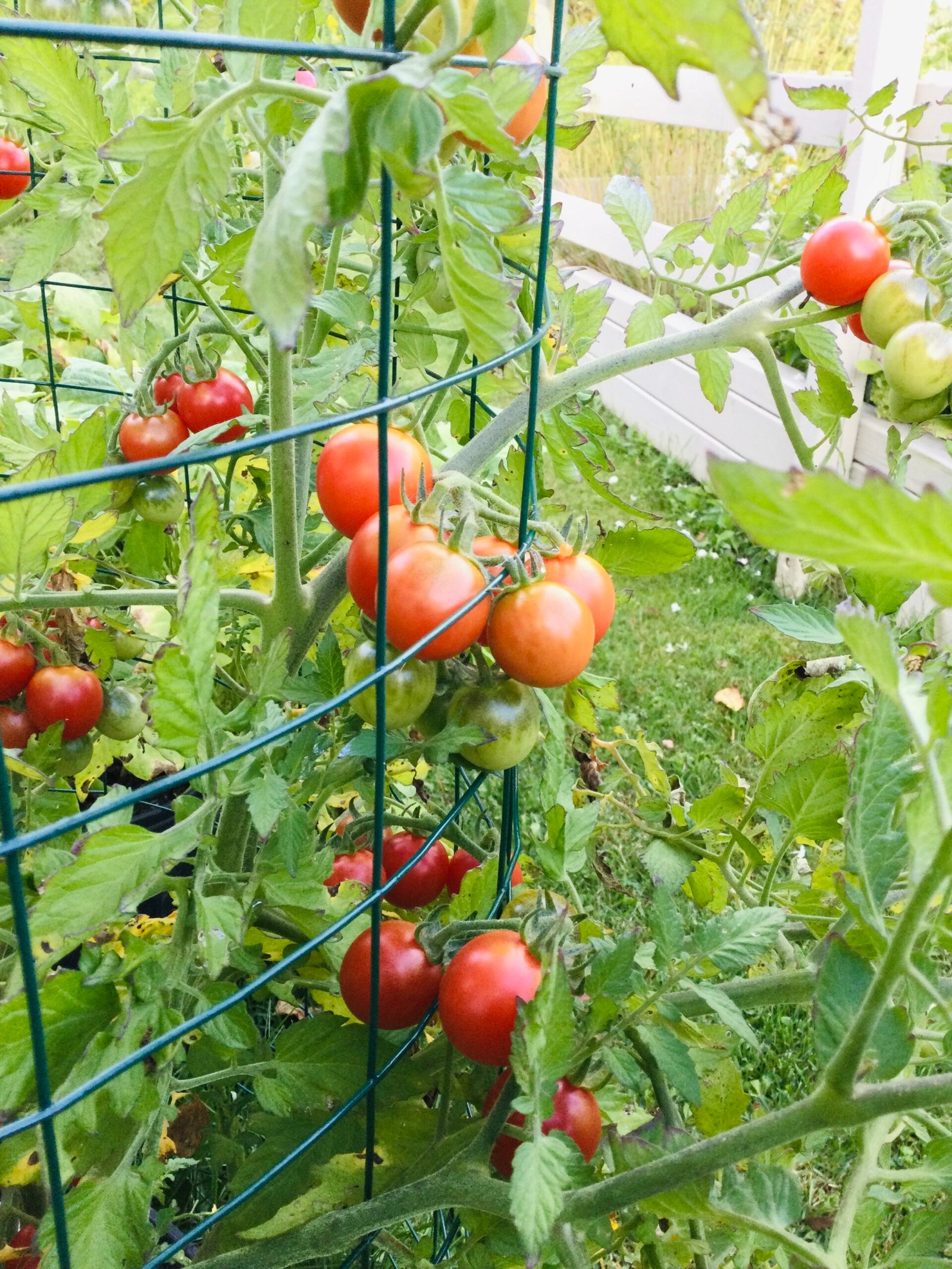 Pink Princess Tomato Seeds - Heritage Hobby Seed Ark