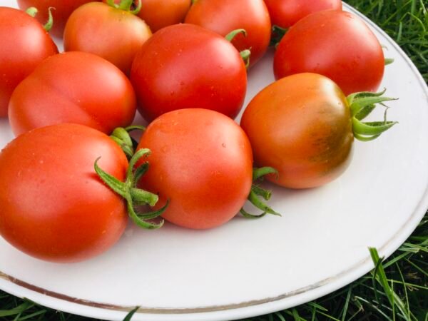 Liscio de Serbo Toscana Tomato Seeds - Heritage Hobby Seed Ark