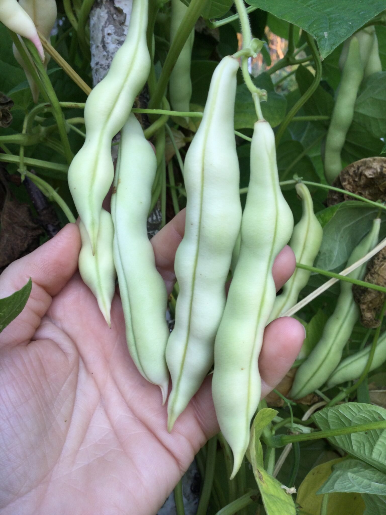 Fat Man Pole Bean Seeds - Heritage Hobby Seed Ark