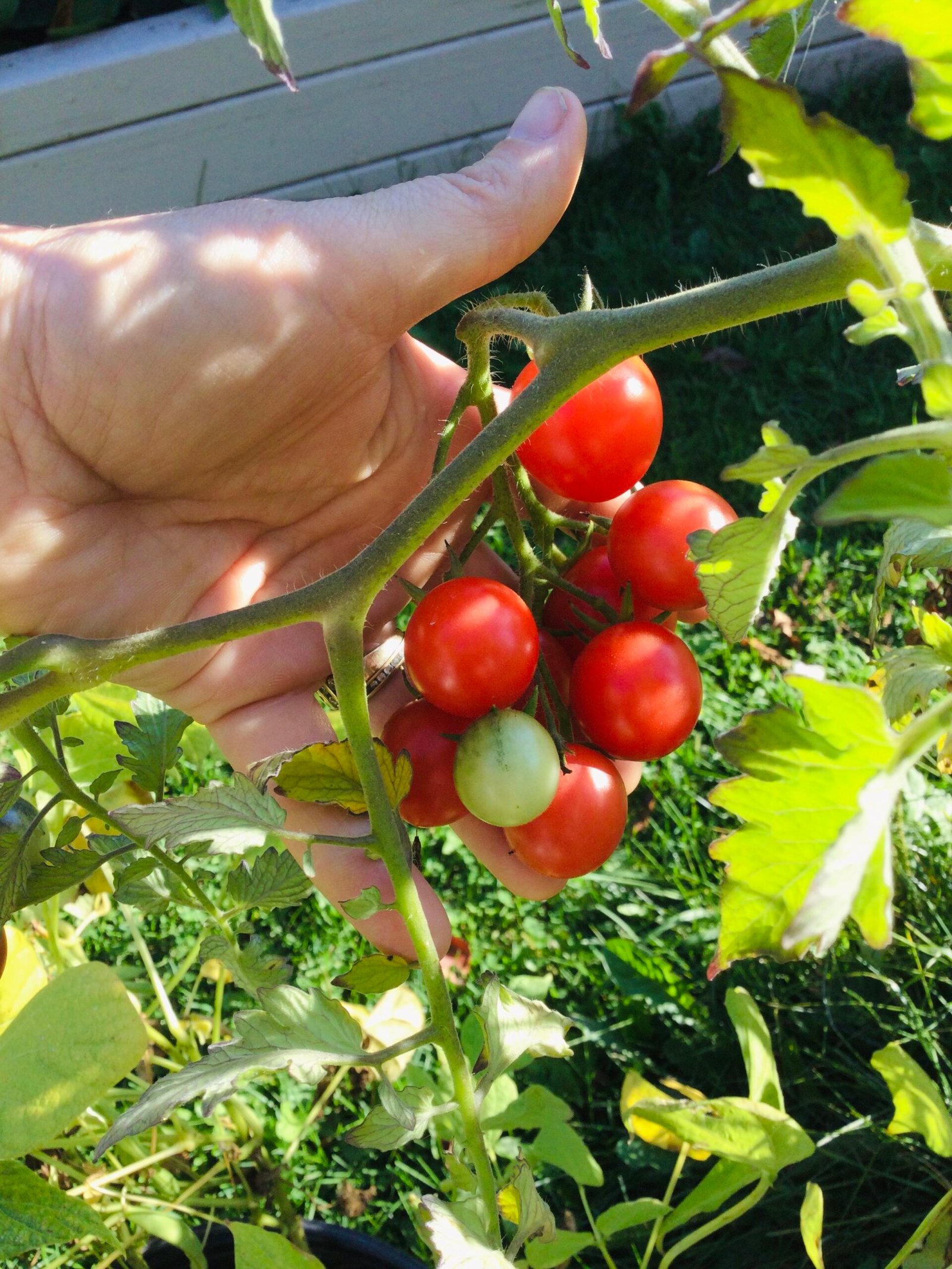 Pink Princess Tomato Seeds - Heritage Hobby Seed Ark