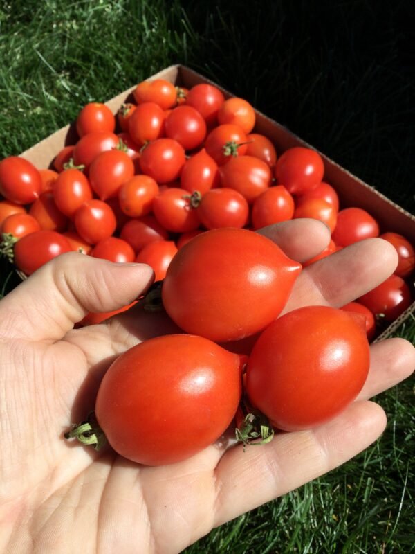 Piennolo del Vesuvio Tomato Seeds - Heritage Hobby Seed Ark