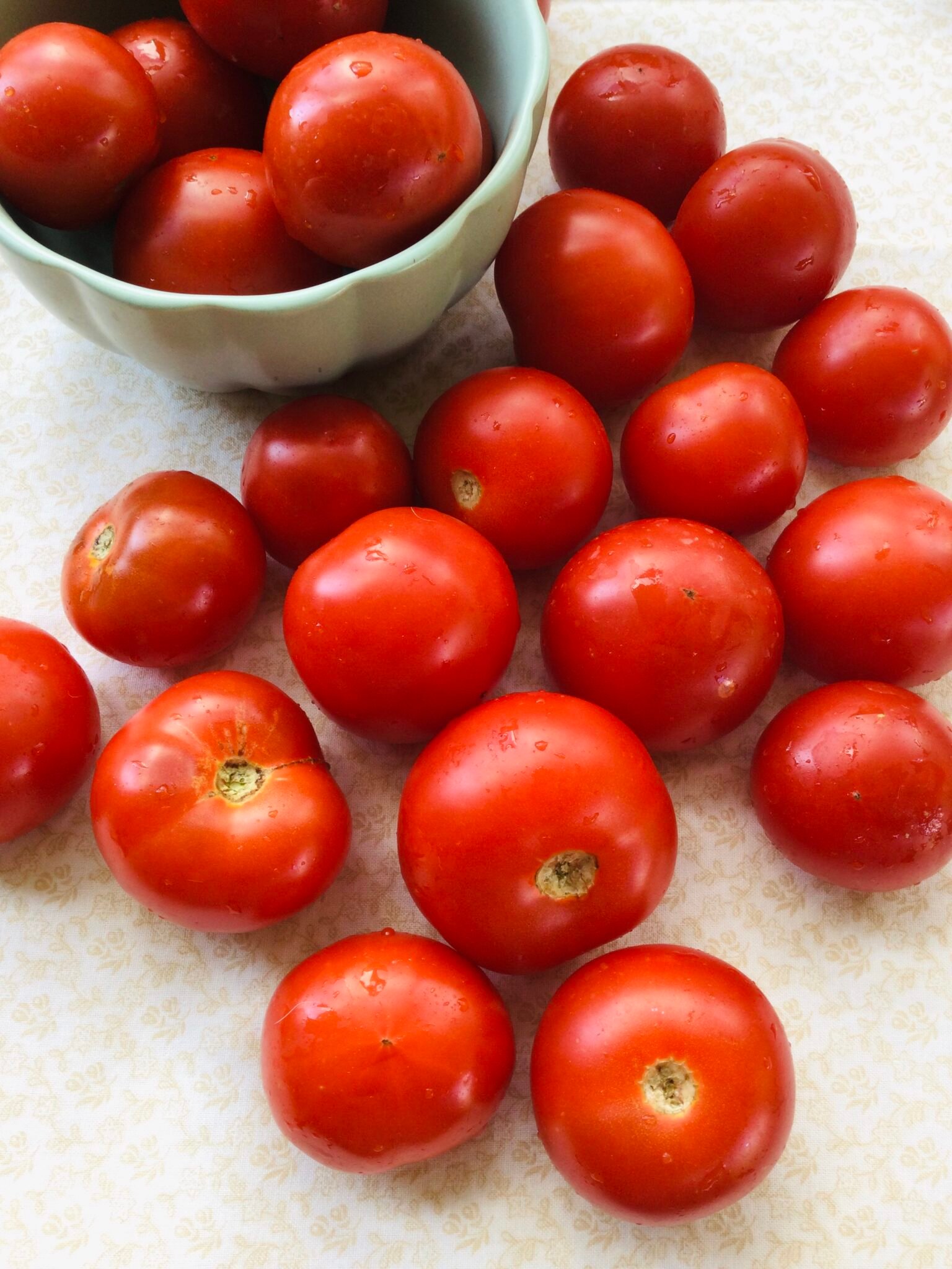 Dwarf Lucky Leprechaun Tomato Seeds - Heritage Hobby Seed Ark