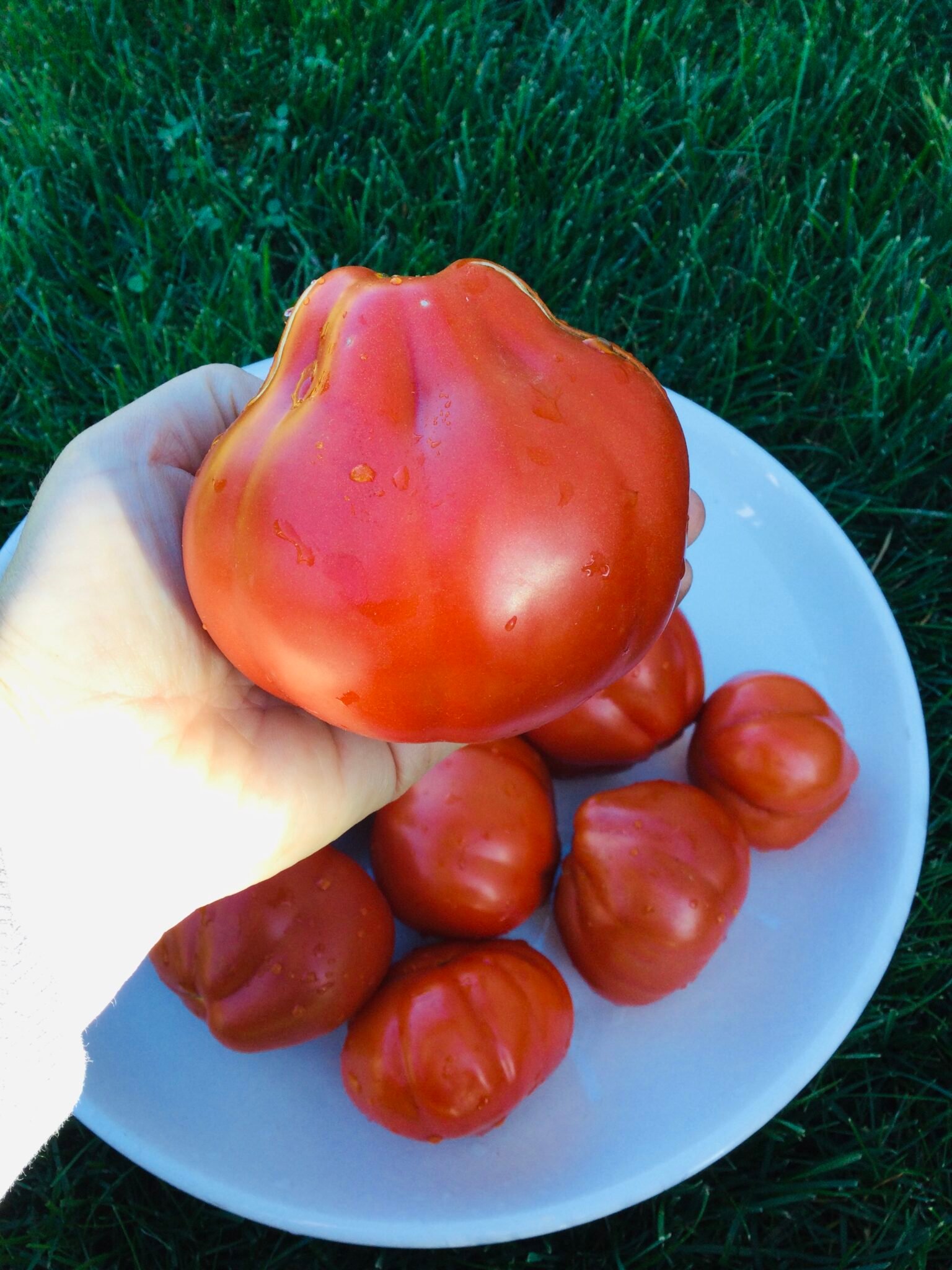 Shop Heritage Seed- Exclusive Heirloom Varieties Available