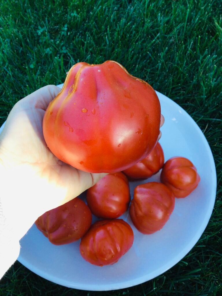 Shop Heritage Seed- Exclusive Heirloom Varieties Available