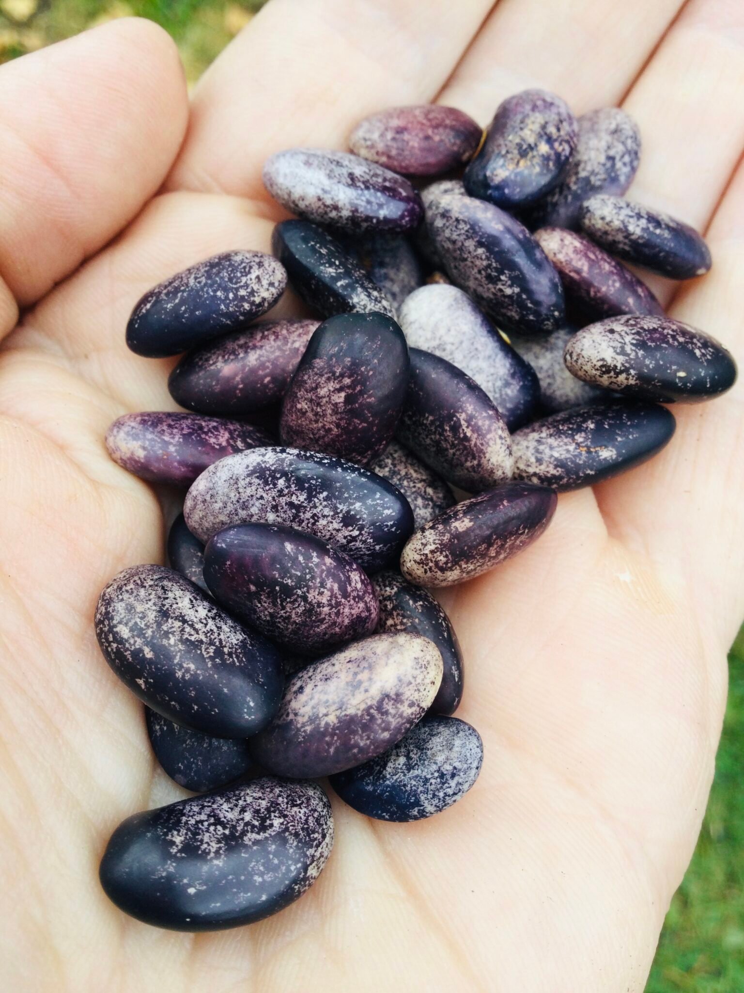 Shop Heritage Seed- Exclusive Heirloom Varieties Available