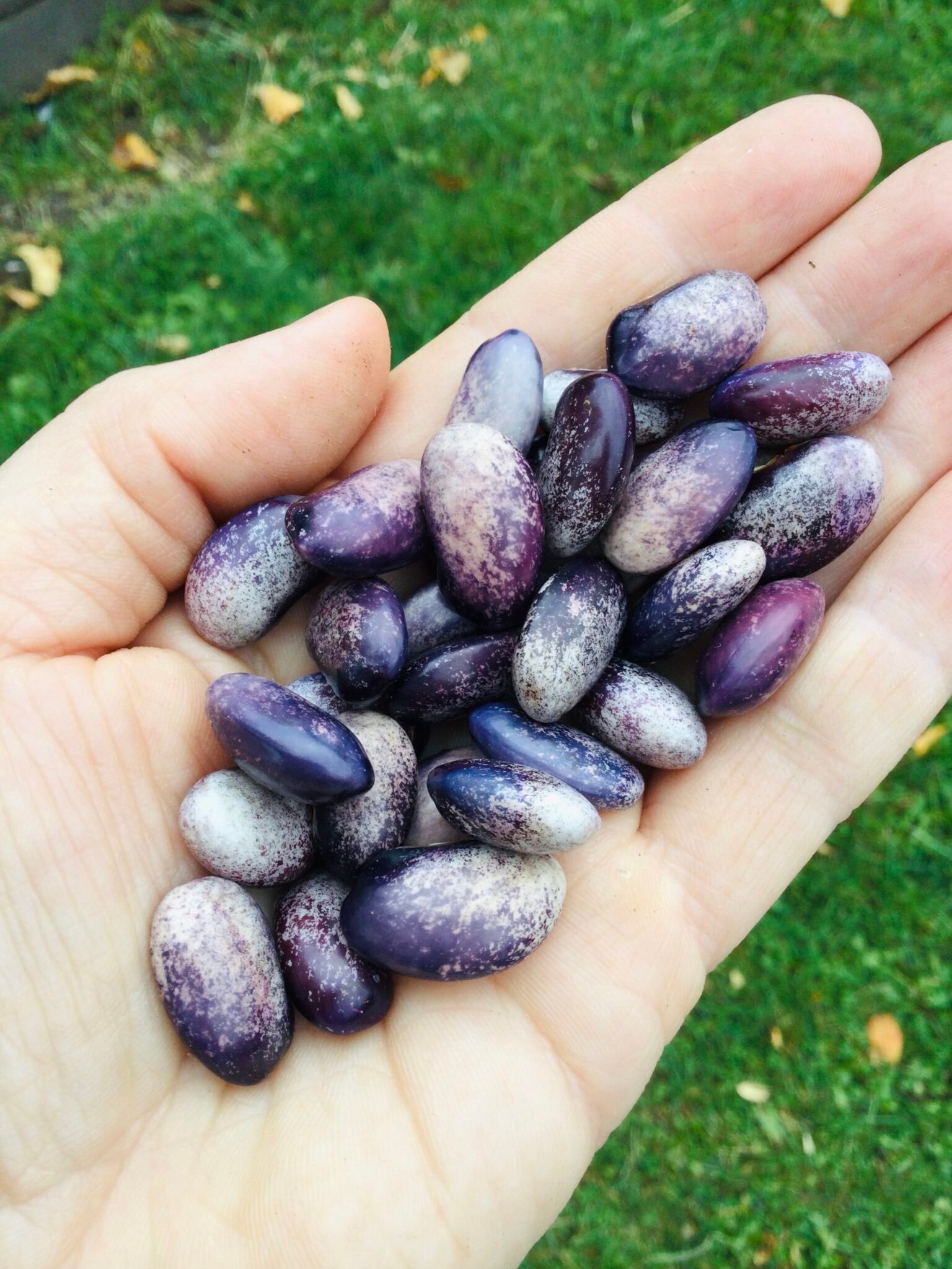Ohio Pole Bean Seeds - Heritage Hobby Seed Ark