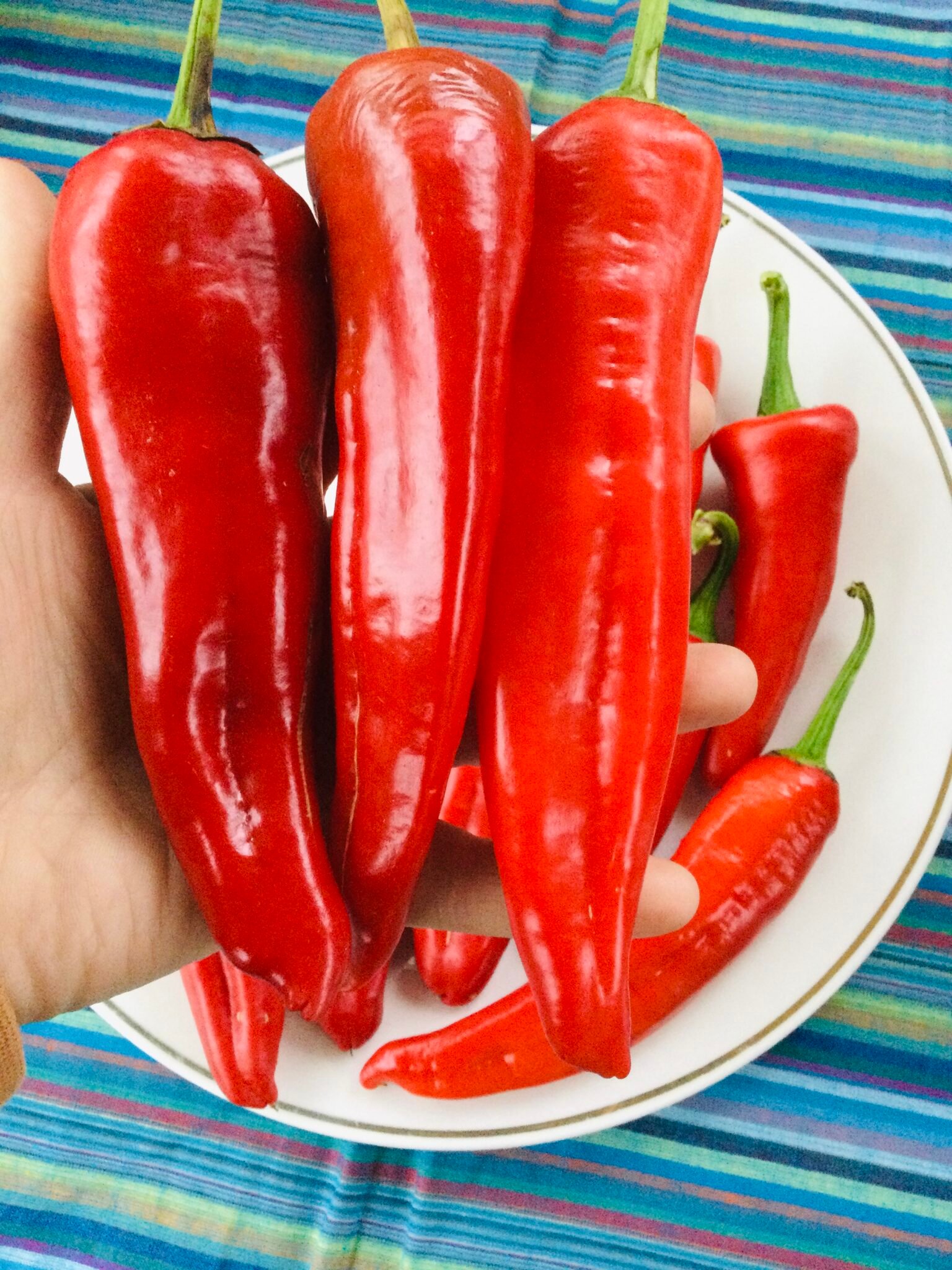 Chervena Chuska Sweet Pepper Seeds - Heritage Hobby Seed Ark