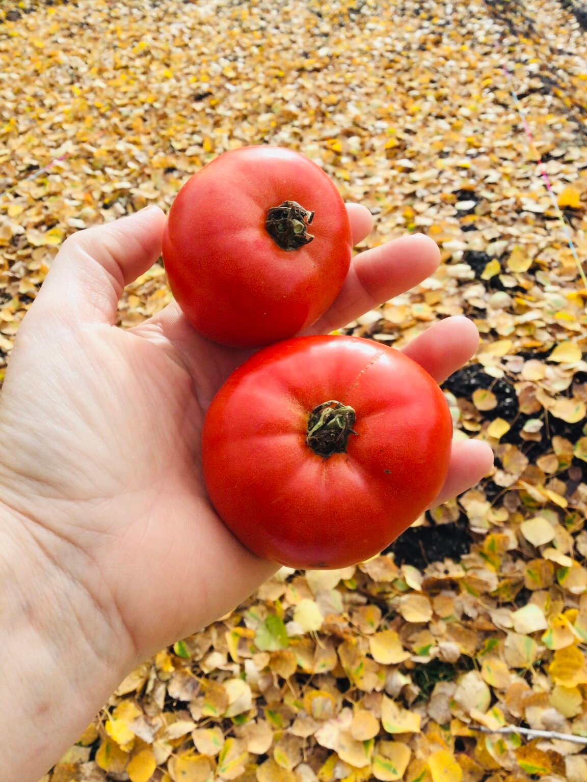 Ruby Treasure Tomato Seeds - Heritage Hobby Seed Ark