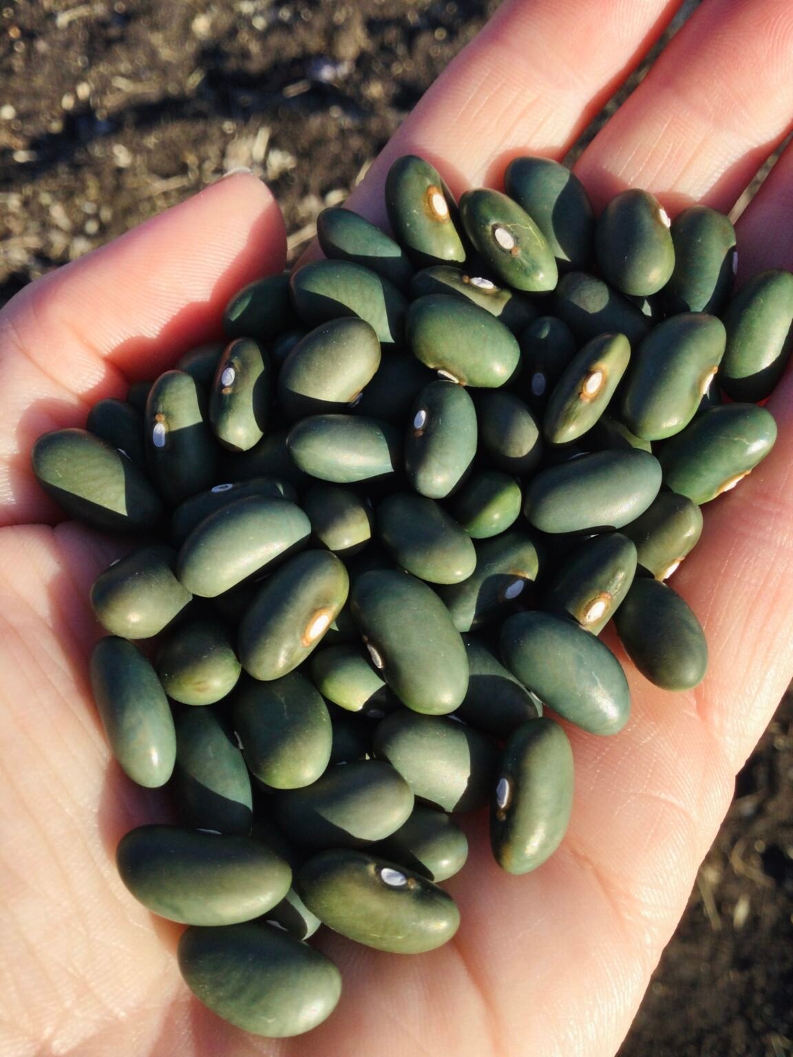 Mbombo Semi – Runner Bean Seeds - Heritage Hobby Seed Ark