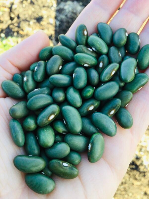 Mbombo Semi – Runner Bean Seeds - Heritage Hobby Seed Ark