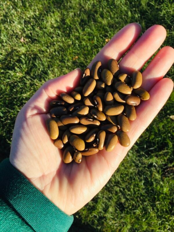 Friese Woodboun Bush Bean Seeds - Heritage Hobby Seed Ark