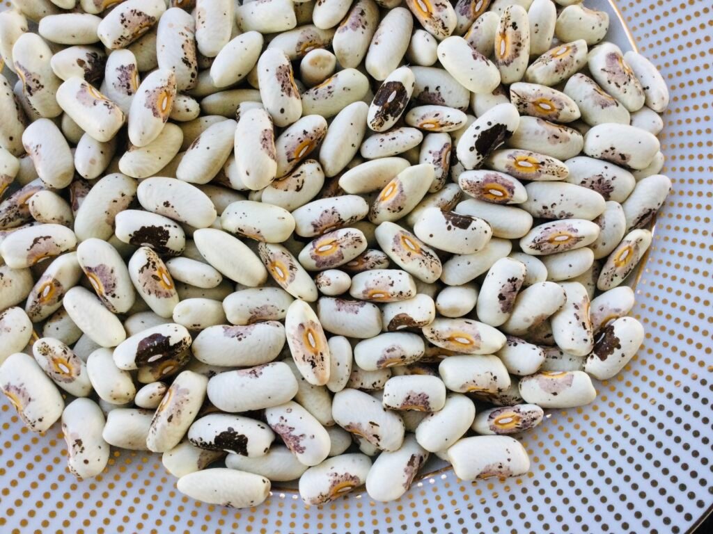 Mazeppa Bush Bean Seeds - Heritage Hobby Seed Ark