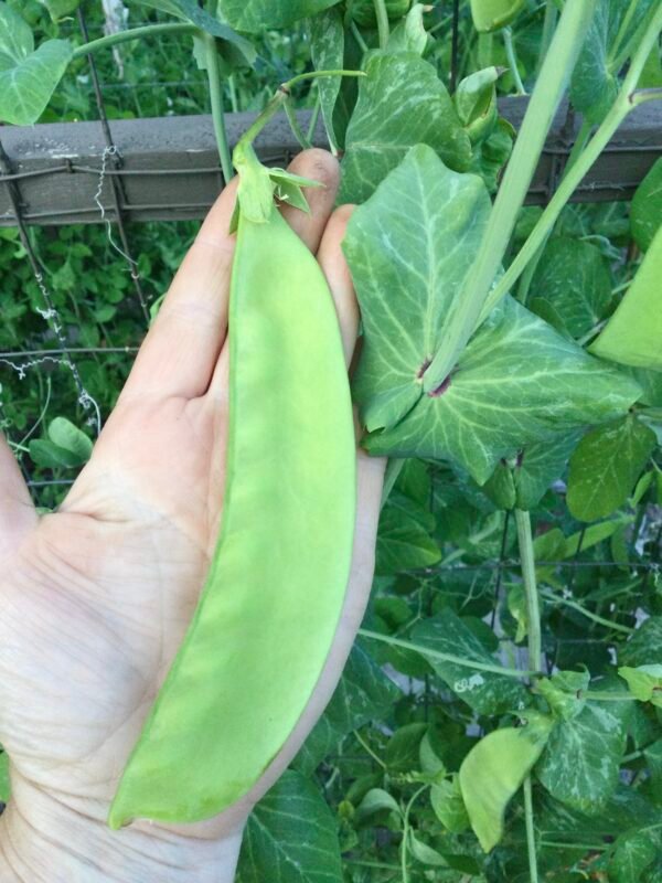 Bijou Snow Pea Seeds - Heritage Hobby Seed Ark