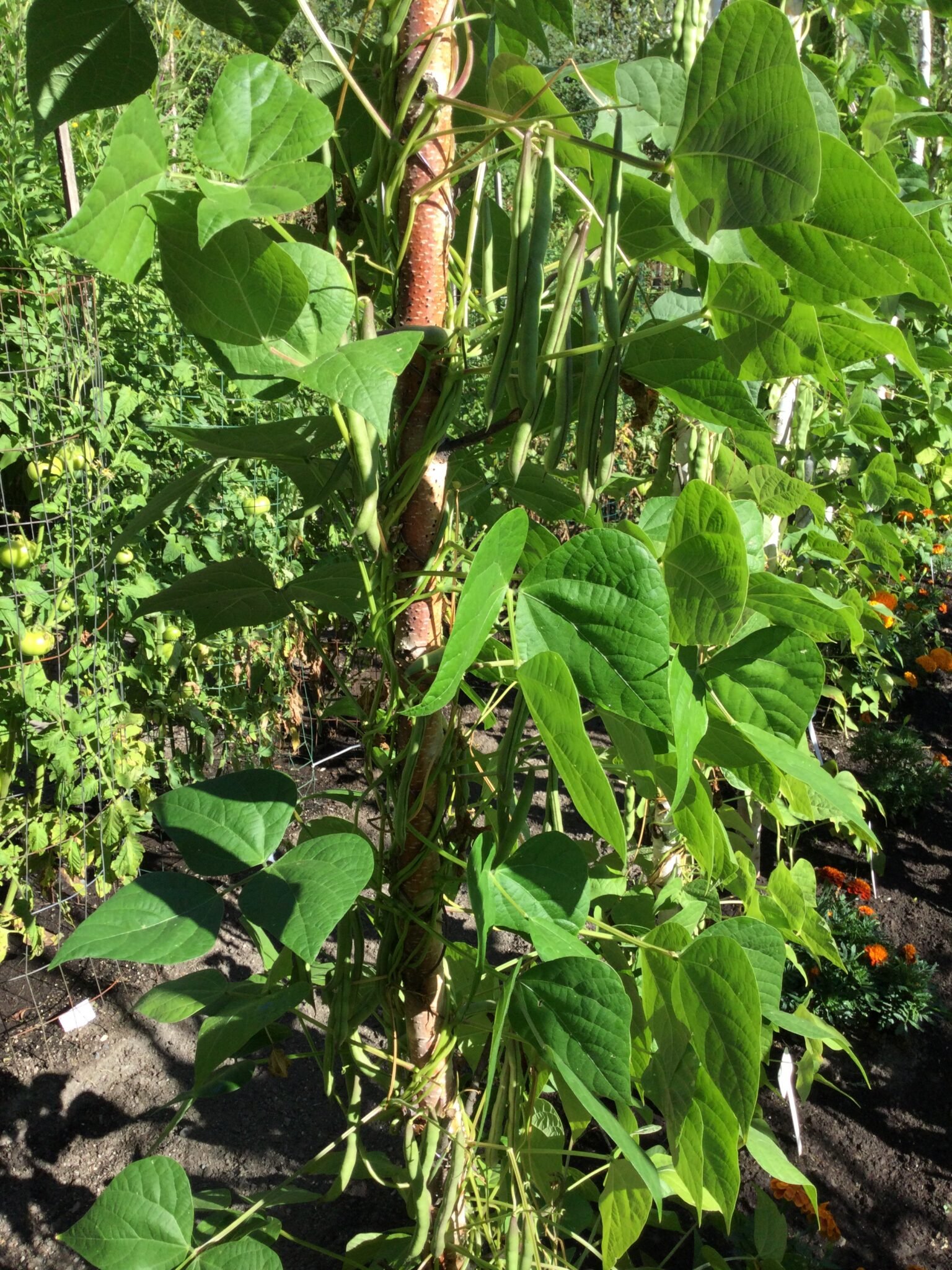 Alabama Big Mama Pole Bean Seeds - Heritage Hobby Seed Ark